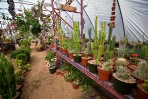 Living Desert Ranch: An Eclectic Cactus Shop in the Lake Travis Area